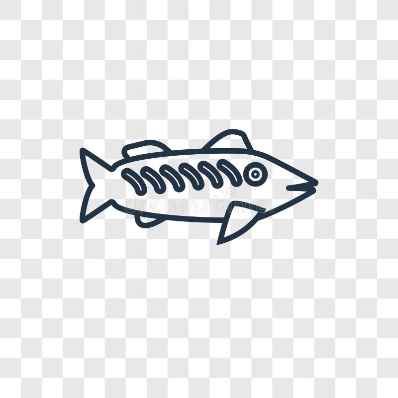 Zander Concept Vector Linear Icon Isolated on Transparent Background ...