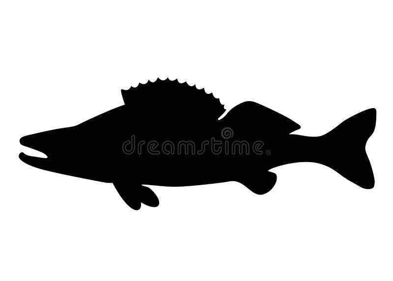 Zander Fish Wild Nderwater Predator Seamless Pattern Stock Vector ...