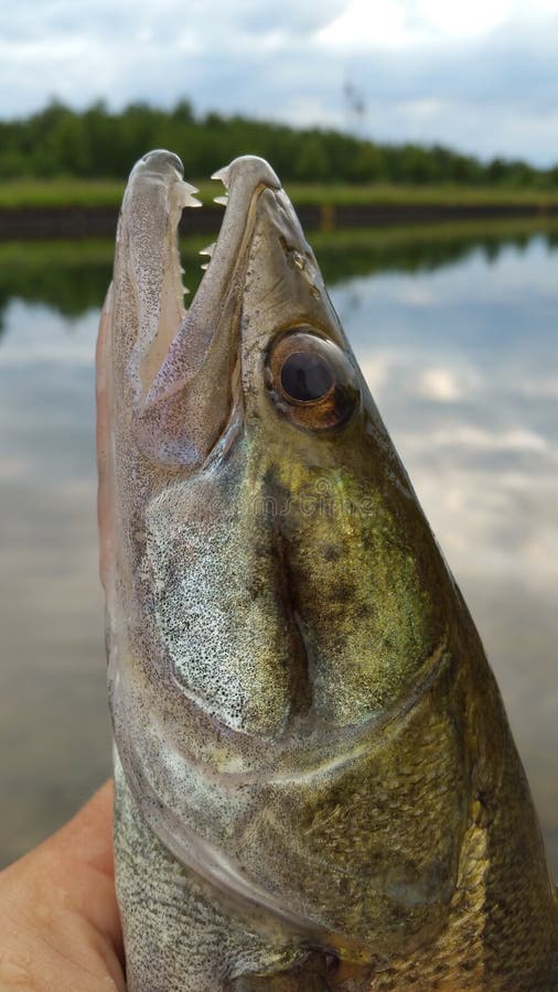 Zander fish stock photo. Image of fish, zander, angling - 161772782