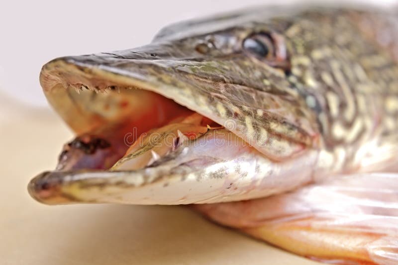 Zander fish head stock photo. Image of hobby, nature - 27578002