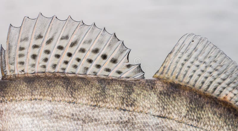 Fischflosse stockbild. Bild von heck, hitze, fluß, fische - 5055937