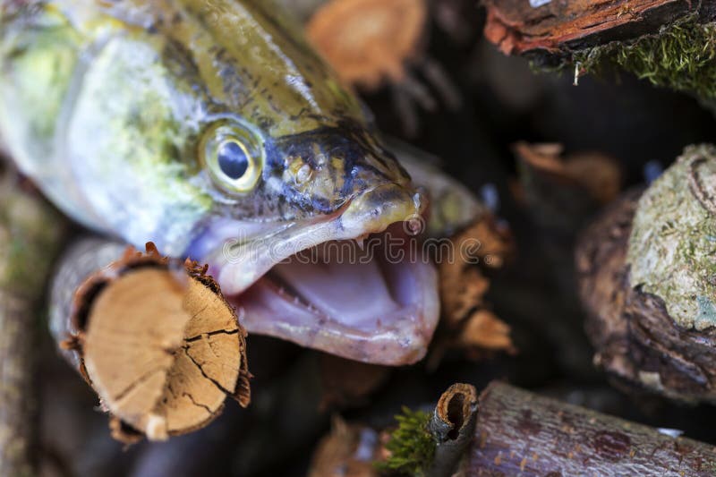 Zander and His Teeth in Detail, the Fish from Freshwater Deep, Sander ...