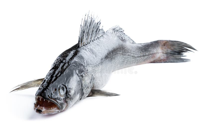 Zander River Fish Isolated on White Stock Photo - Image of freshwater ...