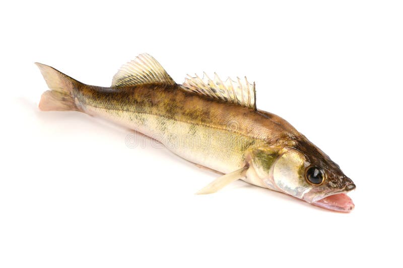 Zander River Fish. Pike Perch Fish Isolated on White Stock Photo ...