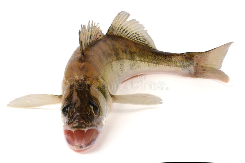 Zander River Fish. Pike Perch Fish Isolated on White Stock Image ...