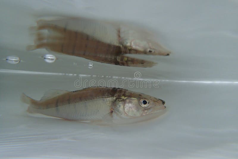 Zander, Sander or Pikeperch (Sander Lucioperca), Young Fish Waiting in ...