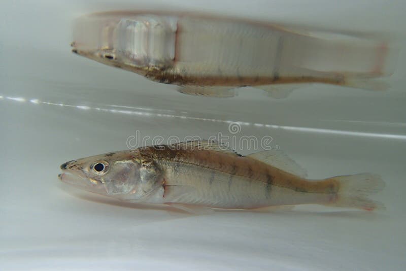 Zander, Sander or Pikeperch (Sander Lucioperca), Young Fish Waiting in ...