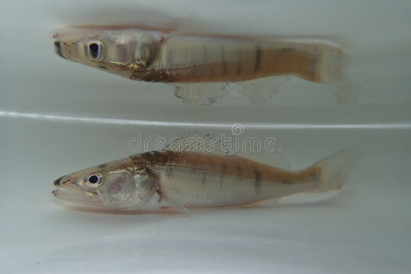 Zander, Sander or Pikeperch (Sander Lucioperca), Young Fish Waiting in ...