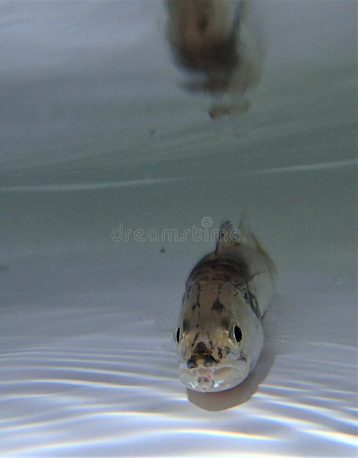 Zander, Sander or Pikeperch (Sander Lucioperca), Young Fish Waiting in ...