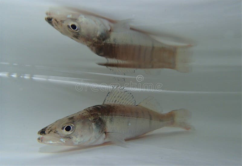 Zander, Sander or Pikeperch ( Sander Lucioperca), Young Fish Waiting in ...