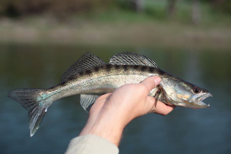Zander stock image. Image of hobby, spin, spawning, solina - 92712437