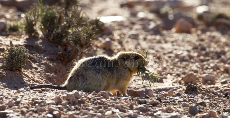 Le Groupe De Fennec Macule Le Maroc Photo stock - Image du sahara ...