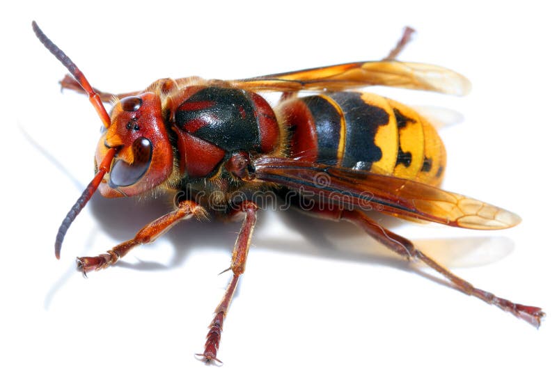 Zangão foto de stock. Imagem de aviso, monstro, wildlife - 14256324