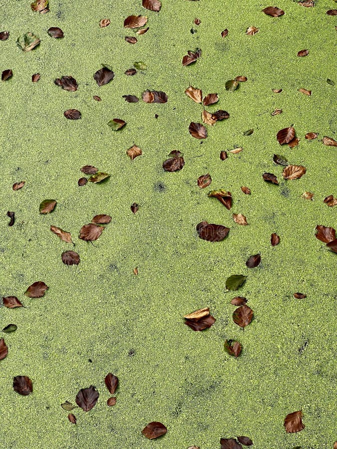 Zanjar Con Algas Y Hojas De Pato. Foto de archivo - Imagen de extracto ...