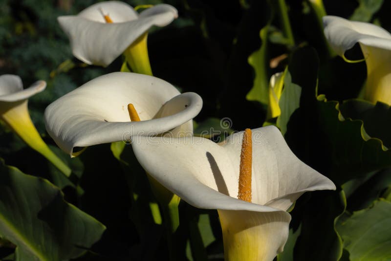 Zantedeschia Aethiopica, Known Exclusively As Alcatraz Stock Photo ...
