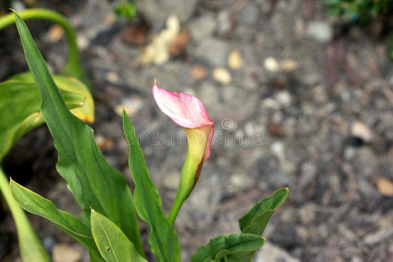 Zantedeschia Rehmannii, Rosa Calla-Lilie Stockfoto - Bild von betrieb ...