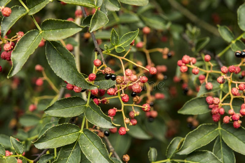 Zanthoxylum Simulans Also Known As Chinese Pepper Stock Photo - Image ...