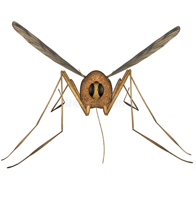 Zanzara illustrazione di stock. Illustrazione di puntura - 2704407