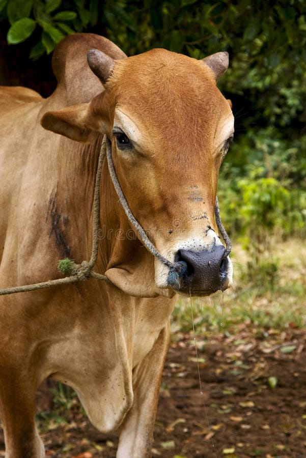 Zanzibar Africa Front Brown Cow Bite in Bush Stock Photo - Image of ...