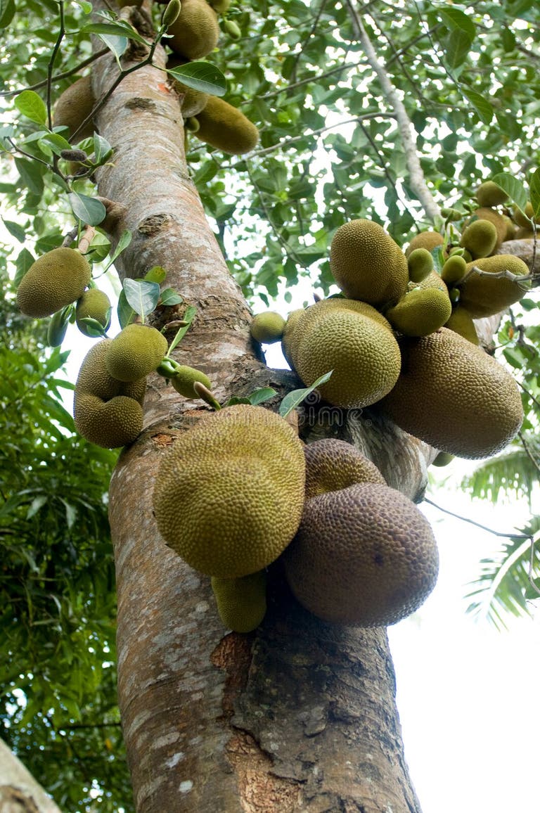 962 Zanzibar Family Stock Photos - Free & Royalty-Free Stock Photos ...