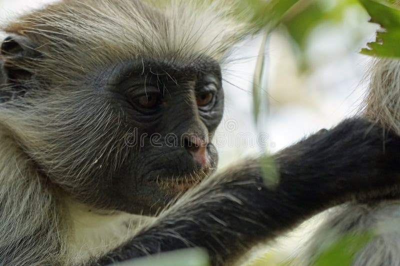 Zanzibar Colobus Monkey (Piliocolobus Kirkii Stock Image - Image of ...