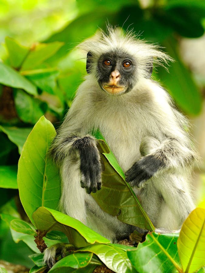 Zanzibar Red Colobus stock image. Image of forest, african - 17457267 Zanzibar Red Colobus stock image. Image of forest, african - 17457267