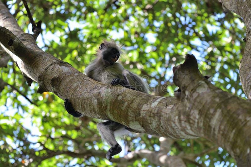 Zanzibar Red Colobus in Jozani Forest. Tanzania, Africa Stock Image ... Zanzibar Red Colobus in Jozani Forest. Tanzania, Africa Stock Image ...