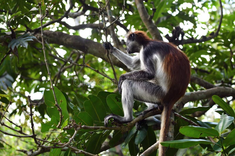 Zanzibar Red Colobus in Jozani Forest. Tanzania, Africa Stock Image ... Zanzibar Red Colobus in Jozani Forest. Tanzania, Africa Stock Image ...