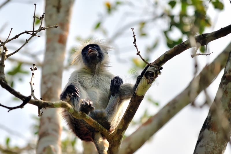 Zanzibar Red Colobus in Jozani Forest. Tanzania, Africa Stock Image ... Zanzibar Red Colobus in Jozani Forest. Tanzania, Africa Stock Image ...