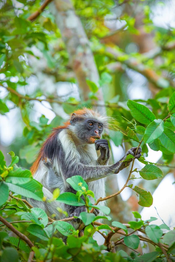 The Endangered Zanzibar Red Colobus Monkey Stock Photo - Image of ... The Endangered Zanzibar Red Colobus Monkey Stock Photo - Image of ...