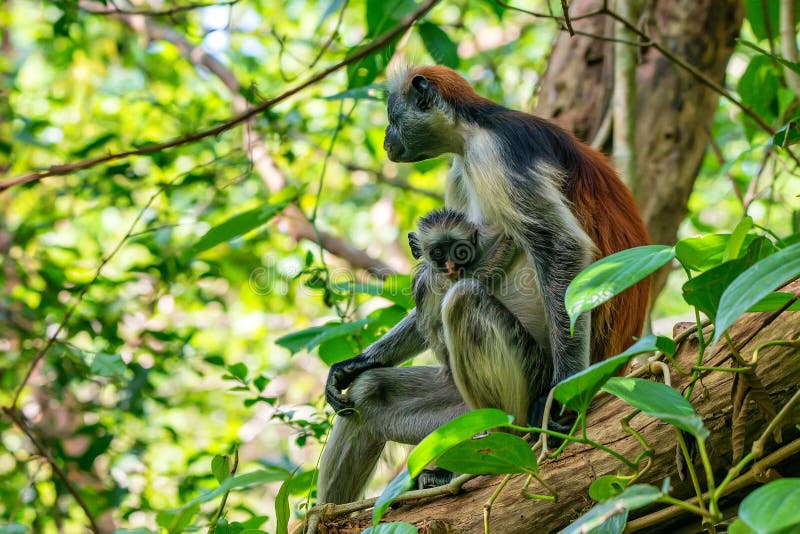 Baby Zanzibar Red Colobus or Procolobus Kirkii Stock Photo - Image of ... Baby Zanzibar Red Colobus or Procolobus Kirkii Stock Photo - Image of ...
