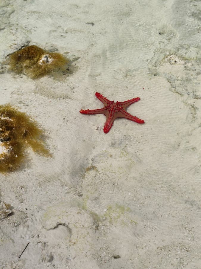 Zanzibar stock photo. Image of seafood, iland, wildlife - 271867474