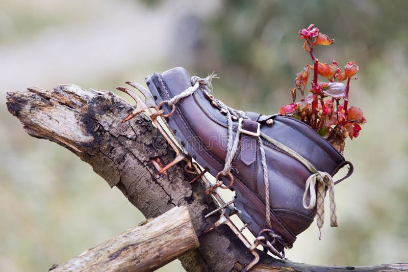 Planta en zapato imagen de archivo. Imagen de calzado - 23915113