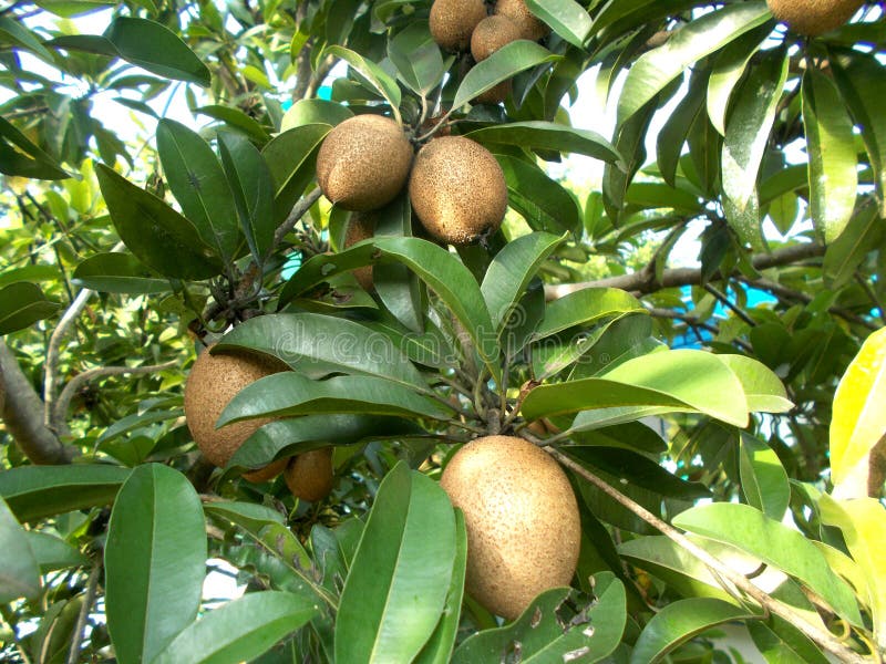 Zapote (Manilkara Zapota) imagen de archivo. Imagen de gérmenes - 13911325