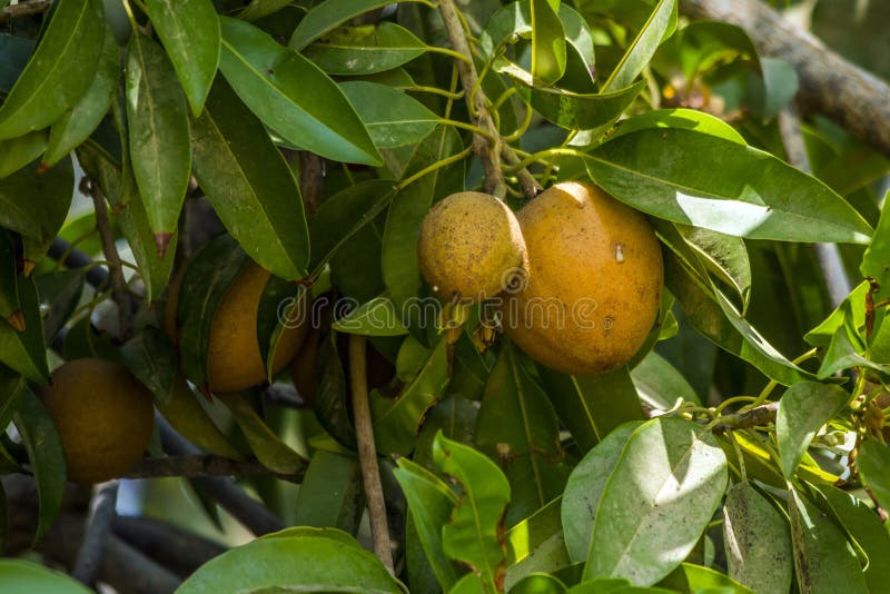 Zapota fruit on the tree stock photo. Image of nutrition - 239536562