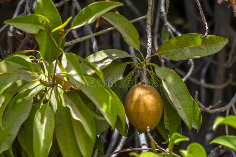 Zapota fruit on the tree stock image. Image of evergreen - 239536567