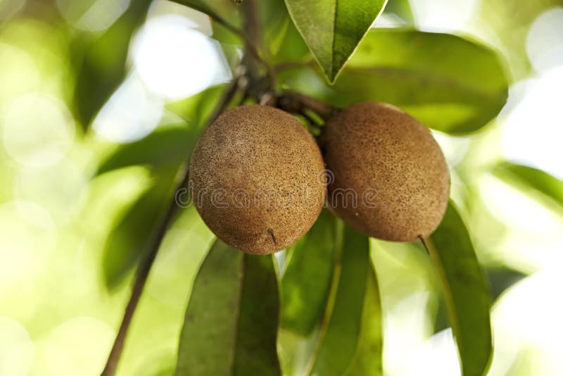 Frutas De Maduración Del Zapote Foto de archivo - Imagen de verde, sano ...