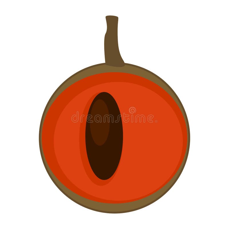 Zapote Ilustraciones Stock, Vectores, Y Clipart – (259 Ilustraciones Stock)