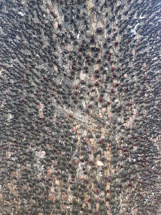 Zaqqum Tree Stock Photos - Free & Royalty-Free Stock Photos from Dreamstime