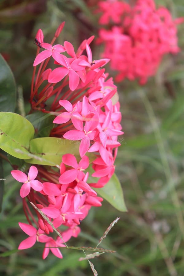 Zara flower stock photo. Image of lilac, purple, flower - 276474524