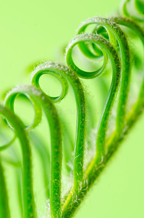 Zarcillo de la planta foto de archivo. Imagen de cubo - 63861098