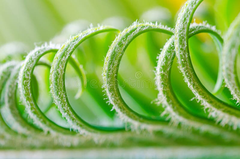 Zarcillo de la planta foto de archivo. Imagen de exuberante - 63861116