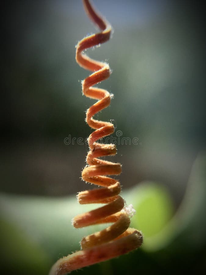 El Zarcillo De La Vid En Verde Brillante Del Cielo Azul Del Sol Hojea Foto de archivo - Imagen ...