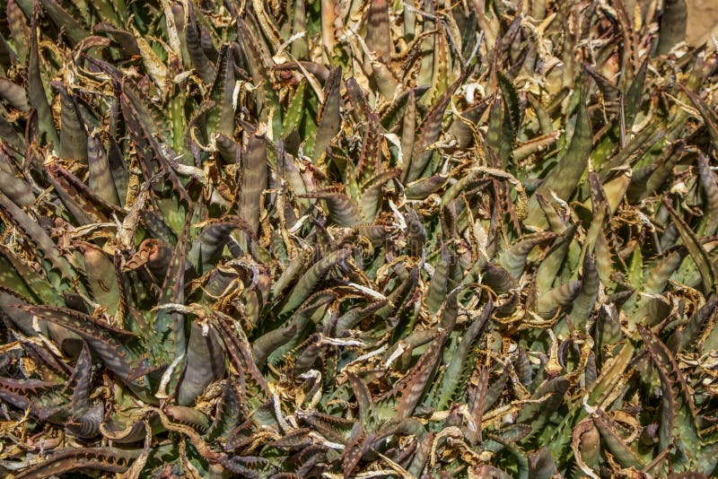 Zarcillos de la planta foto de archivo. Imagen de espiral - 48806826