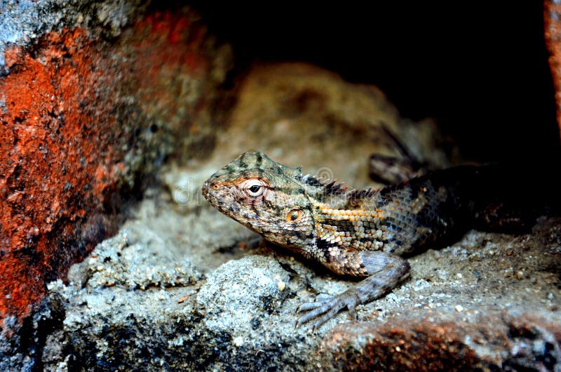 Chipkali Stock Photos - Free & Royalty-Free Stock Photos from Dreamstime