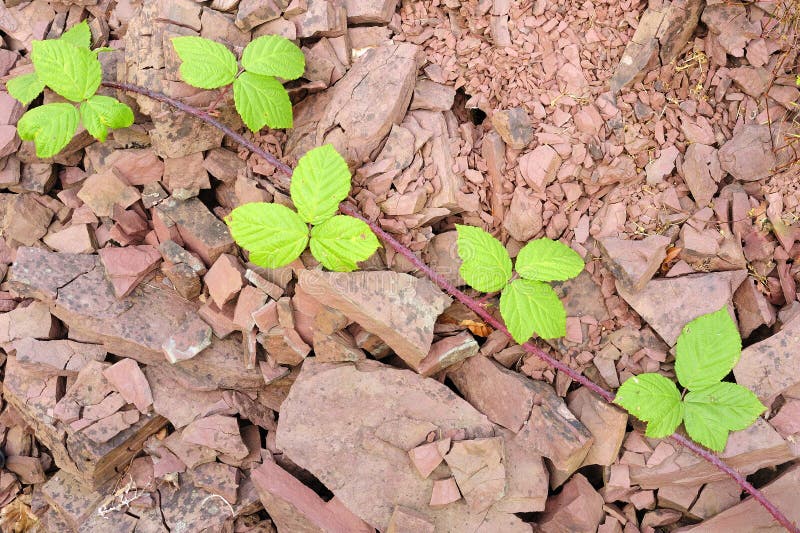 Zarza imagen de archivo. Imagen de zarza, lanzamiento - 11648055