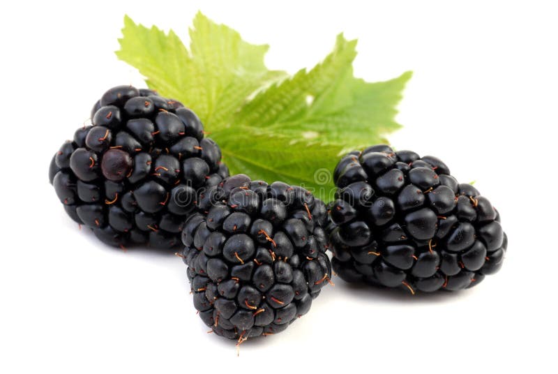 Zarzamora imagen de archivo. Imagen de fruta, zarza, sano - 8686209