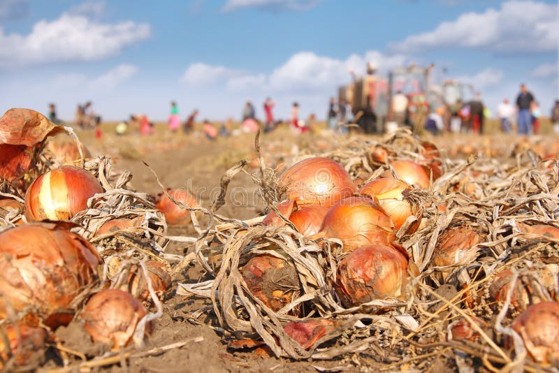 Cebuli pole zdjęcie stock. Obraz złożonej z cebula, rośliny - 27709234