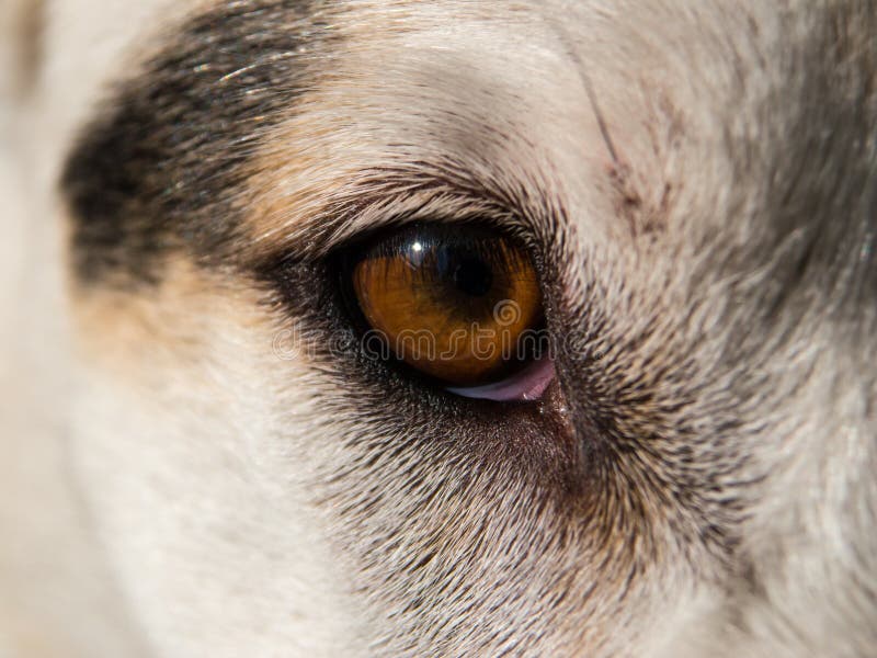 Oko jest pies obraz stock. Obraz złożonej z przyjaciel - 5897129