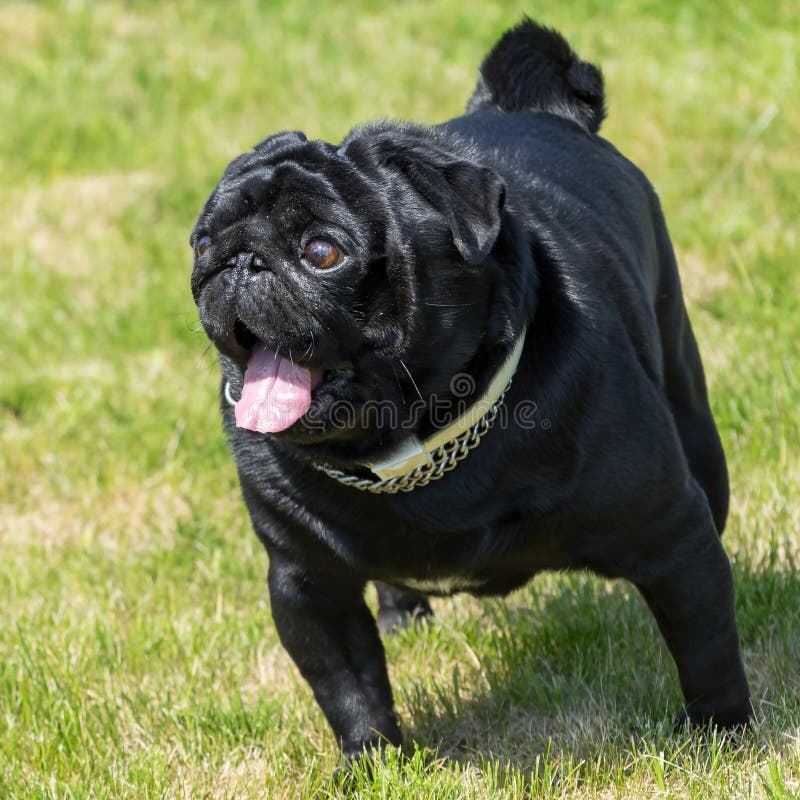 Czarny Mopsa Szczeniak W Trawie Obraz Stock - Obraz złożonej z mops ...